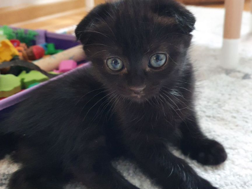 Котята метисы в добрые руки