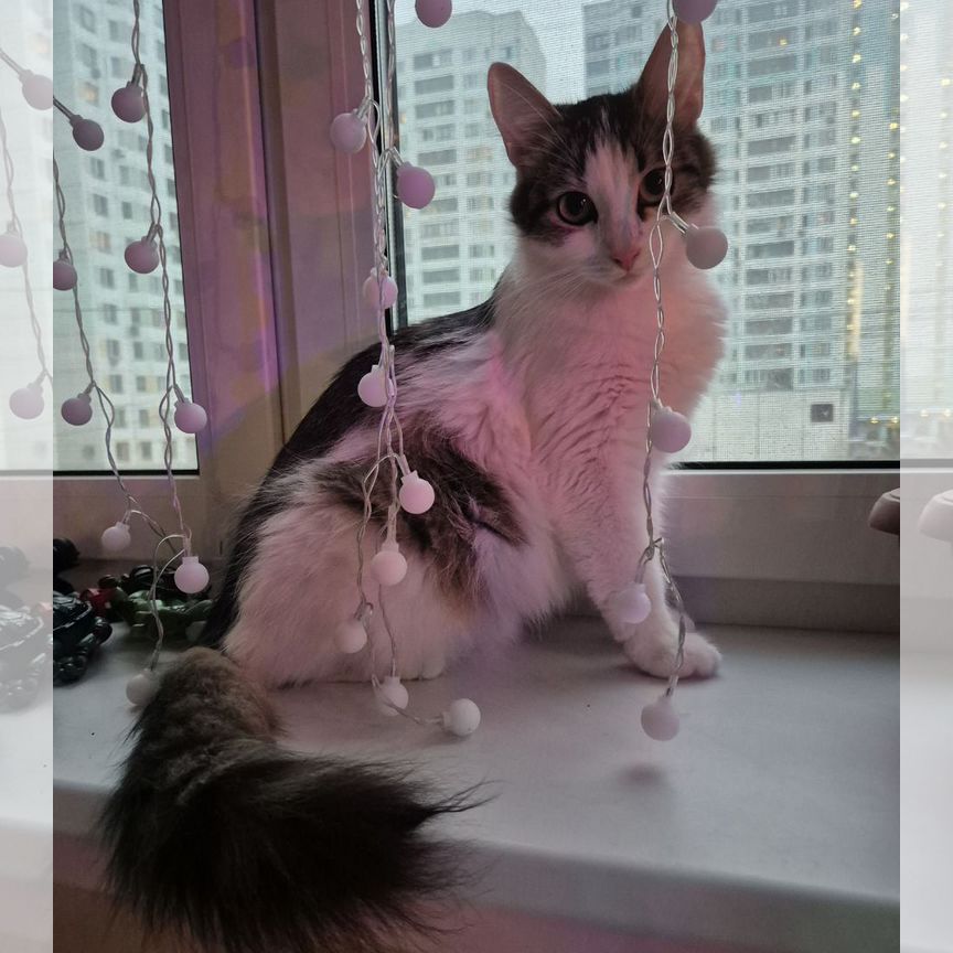 Кошечка ищет дом