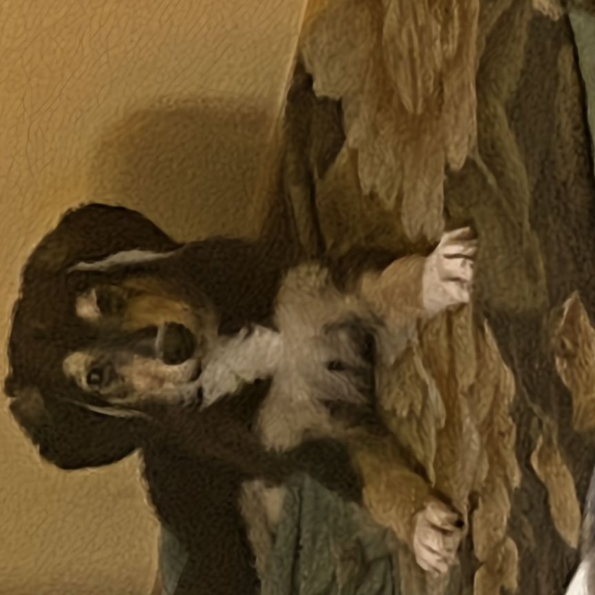 Щенок в добрые руки