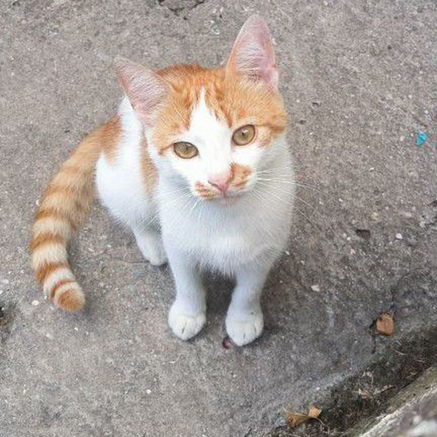 Отличный мальчик ищет дом