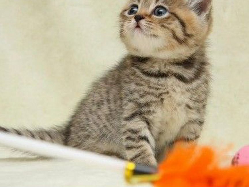 Британцы табби браун девочка и мальчик