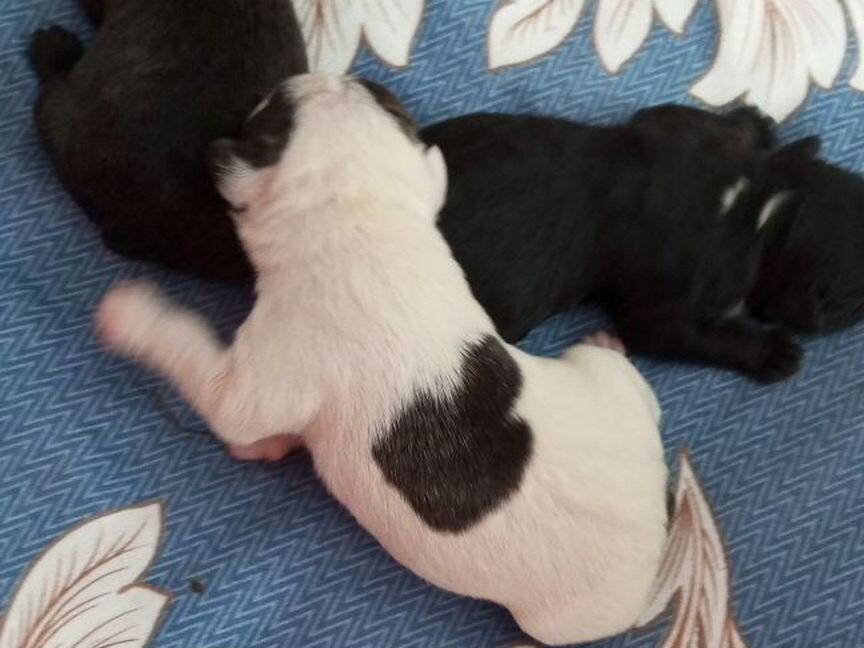 Французкие булички