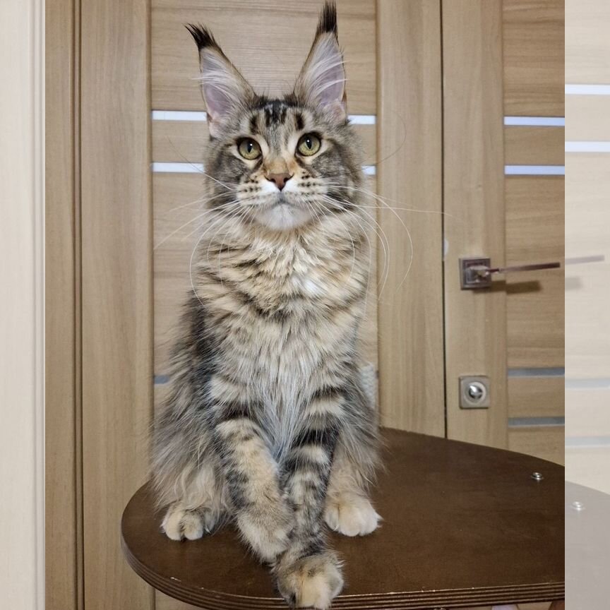 Мейн-кун, взрослая кошка