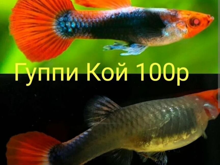 Гуппи чистая linea