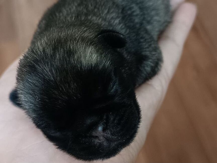 Мопс к резерву