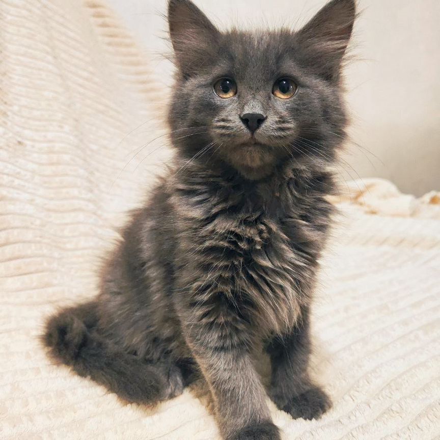 Котенок ищет семью