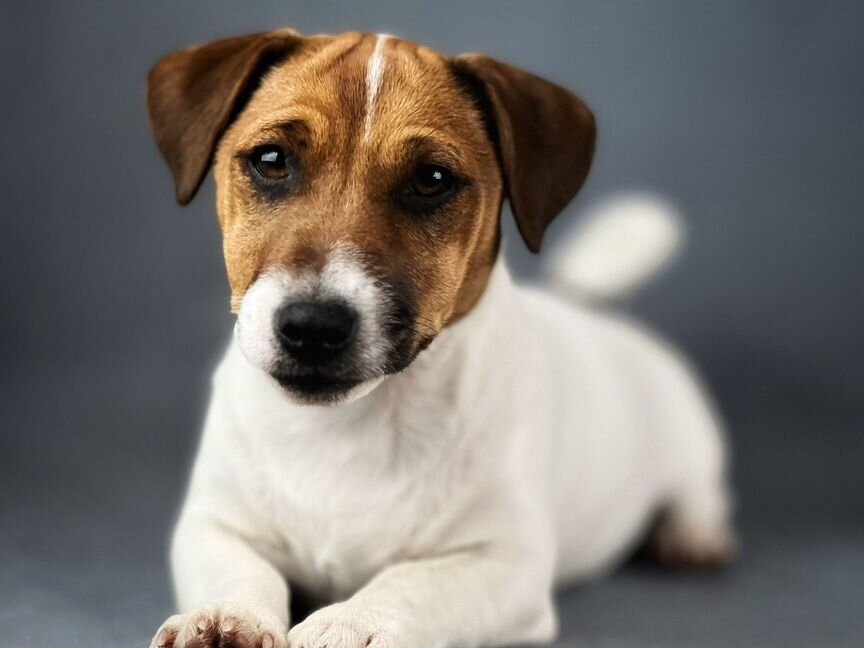 Щенки джек рассел терьер