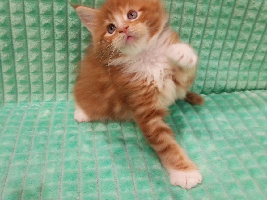 Котята мейн-кун