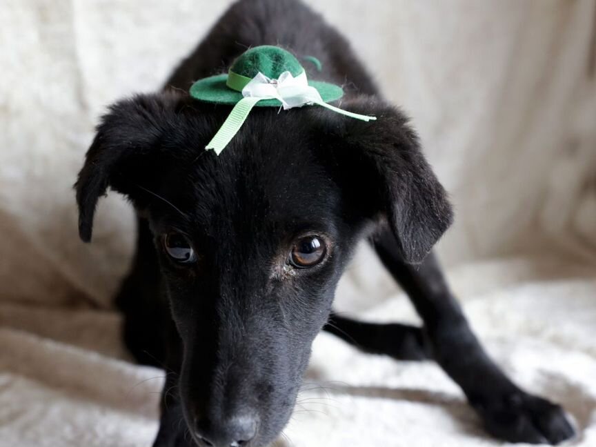 Девочка щенуля в добрые руки