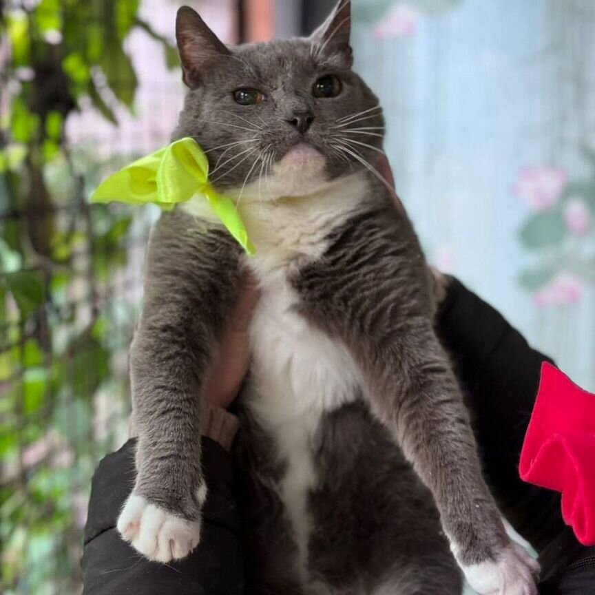 Кот в семью