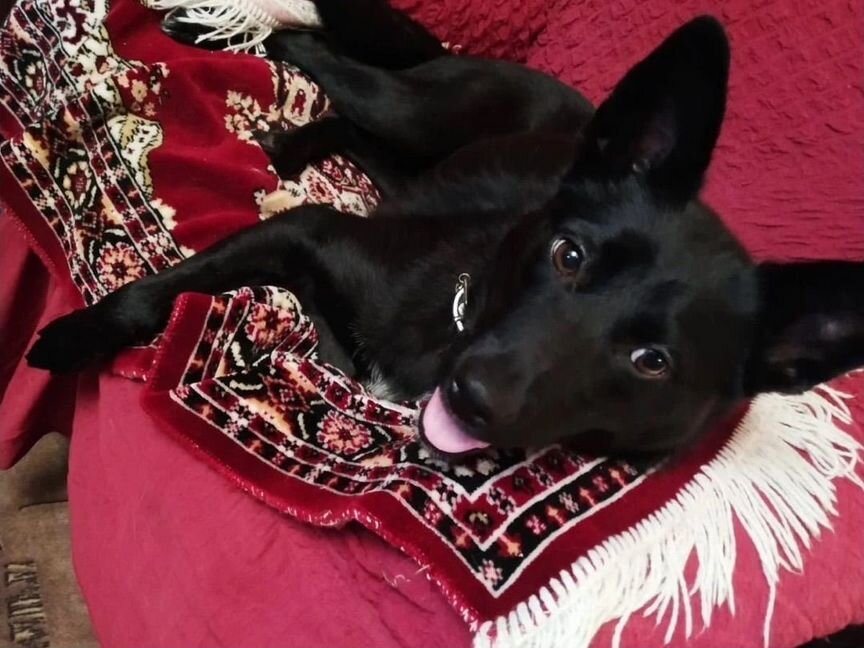 Лада-отказались хозяева, ждет приют