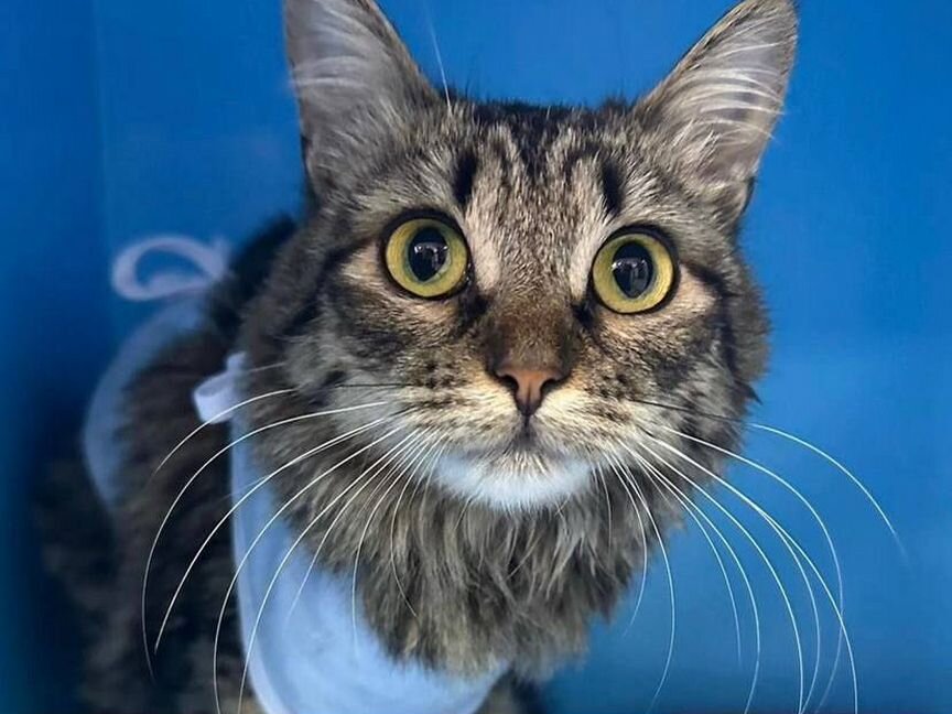 Ласковая кошечка Дождинка в добрые руки