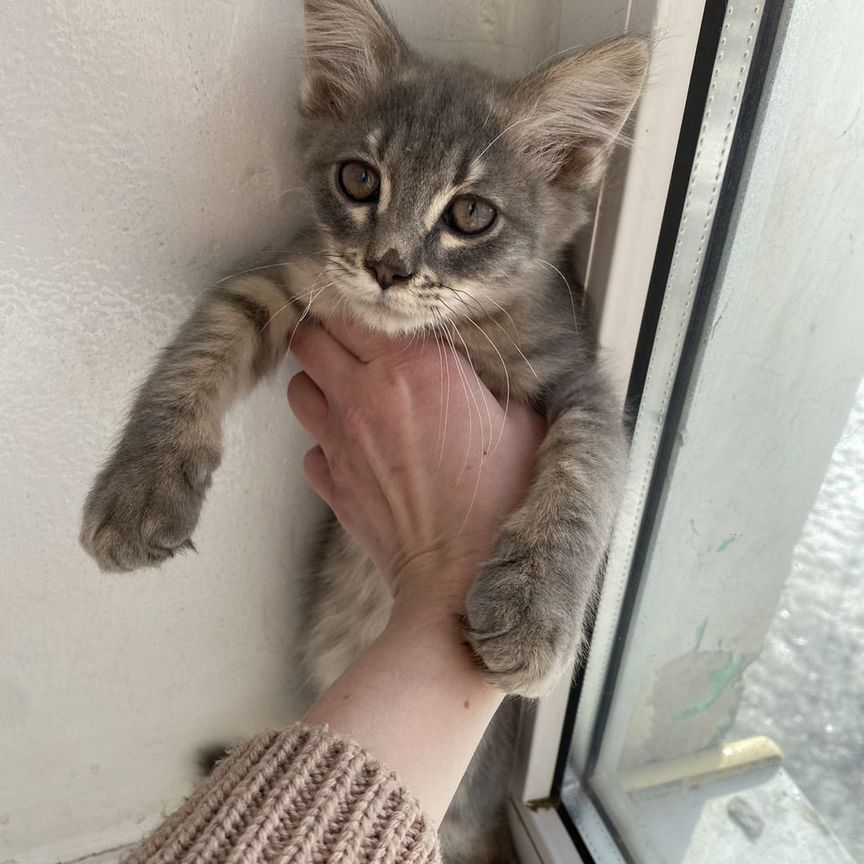 Спасенный котенок ищет дом