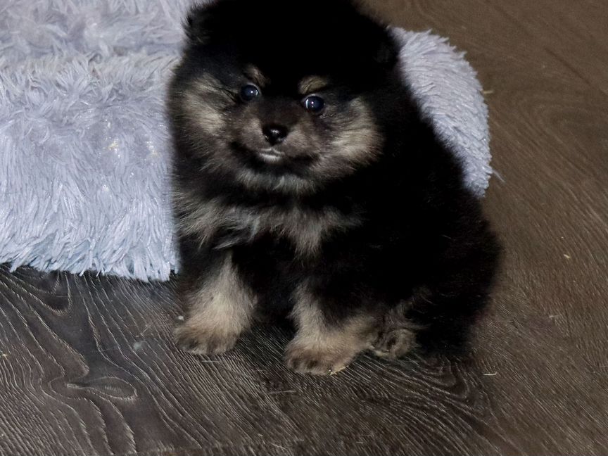 Эрик. Мальчик Шпица 1,5 мес. c дocтавкой