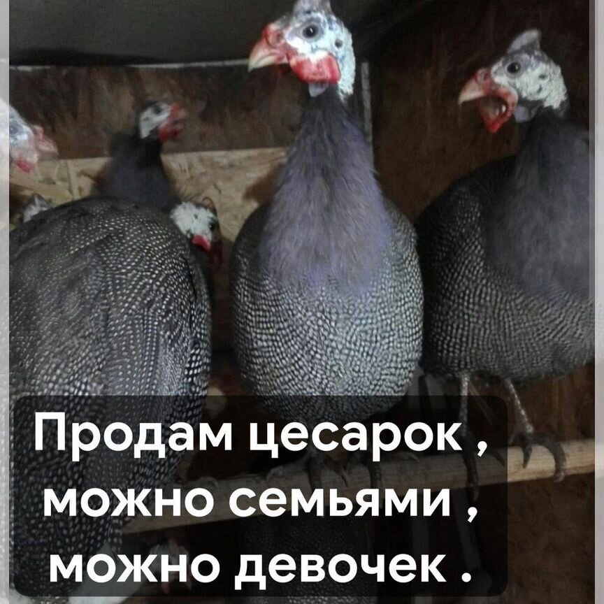 Цесарки