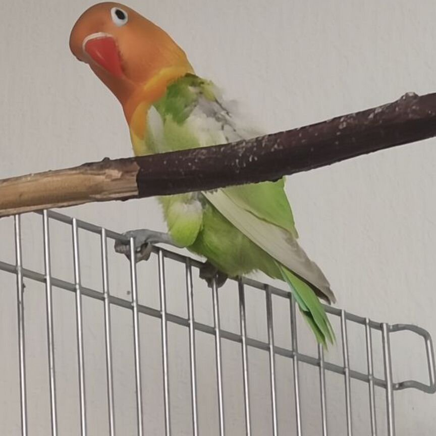 Попугай неразлучники спб осталось 2 светлых