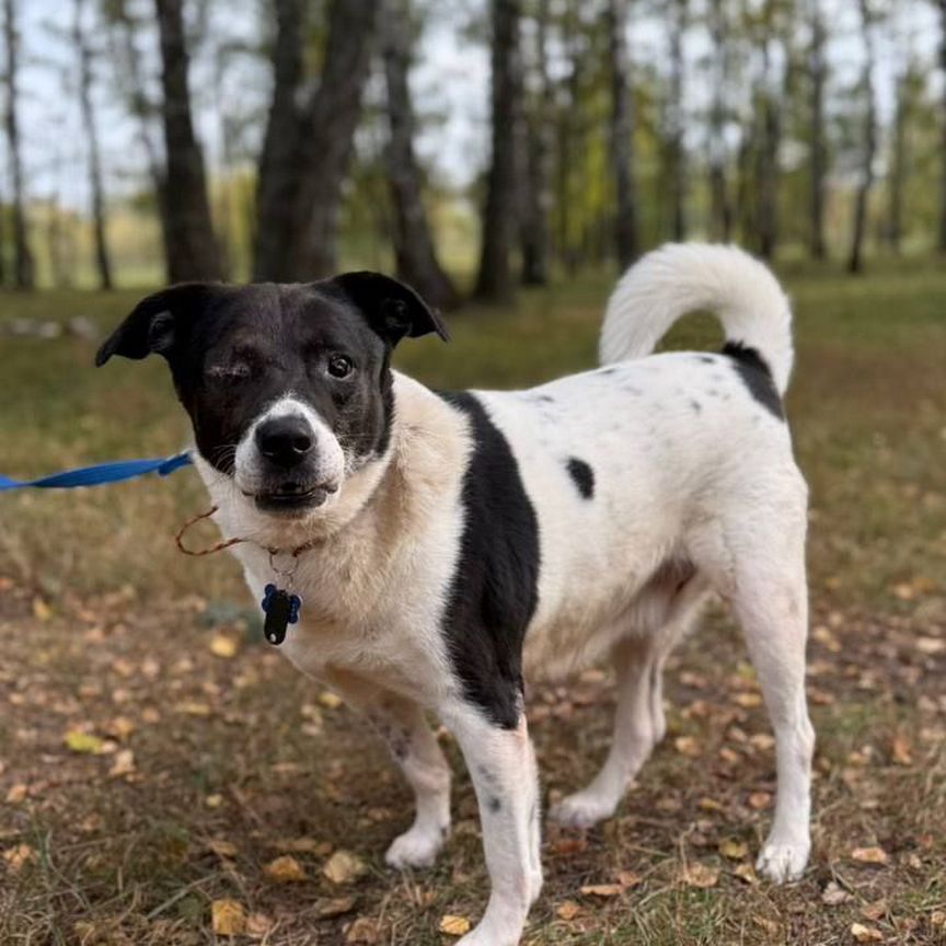 Взрослый пёс в добрые руки