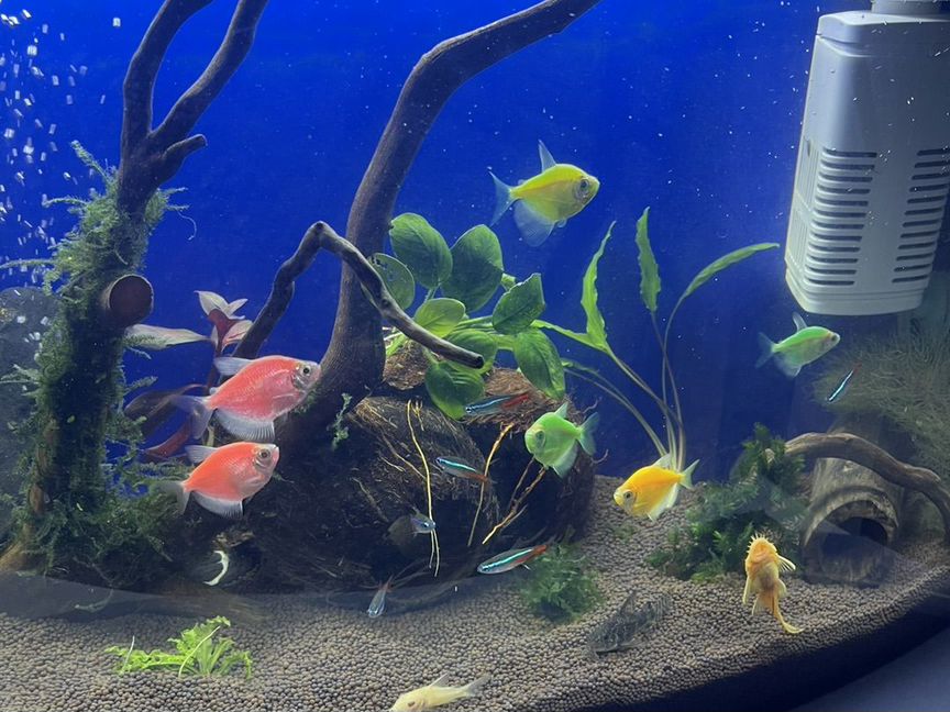 Рыбки Тернеции 6 штук