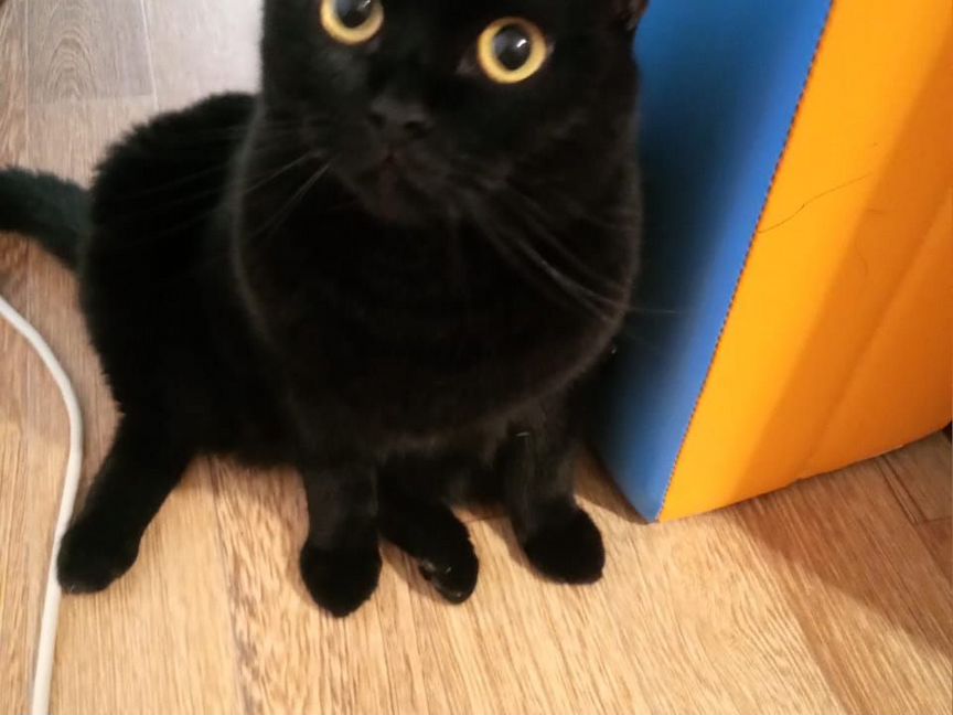Шотландский прямоухий кот