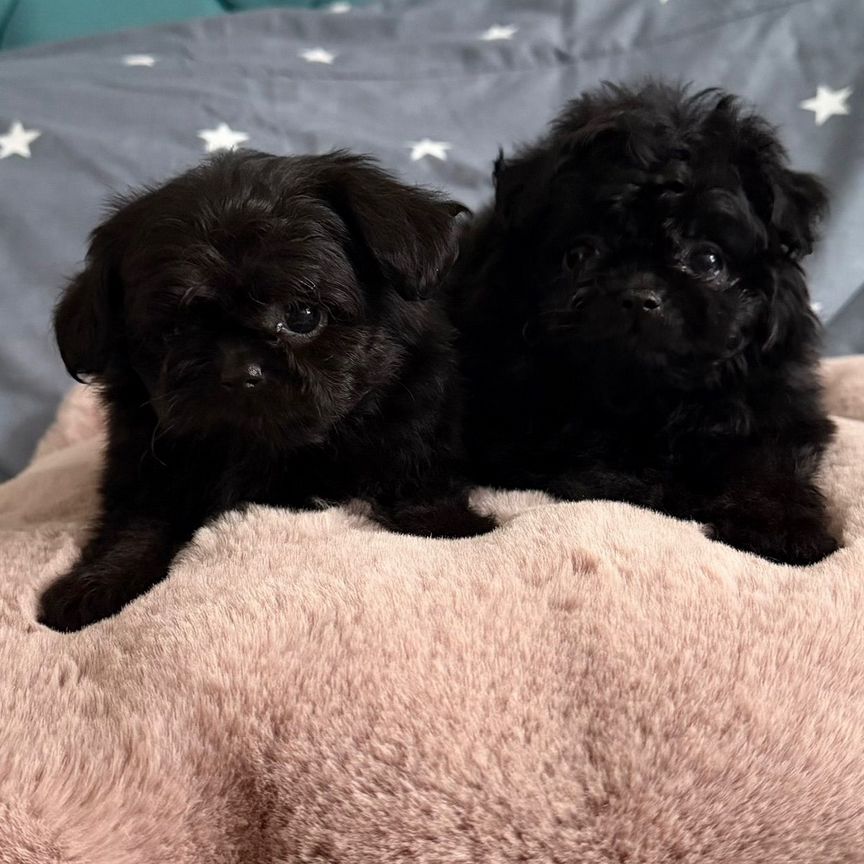 Мальтипу, щенок