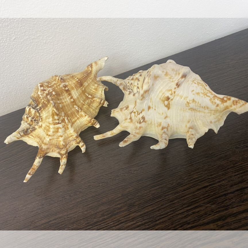 Морские ракушки