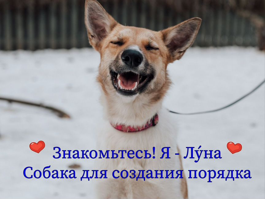 Луна собака для порядка