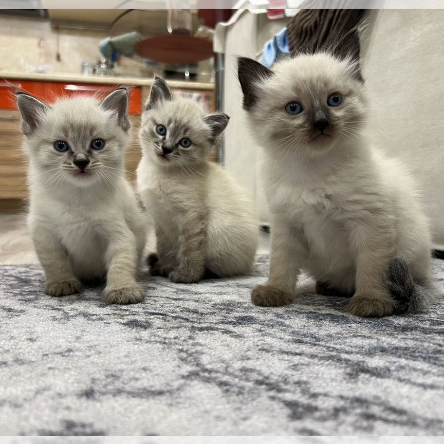 Балинезийские котята