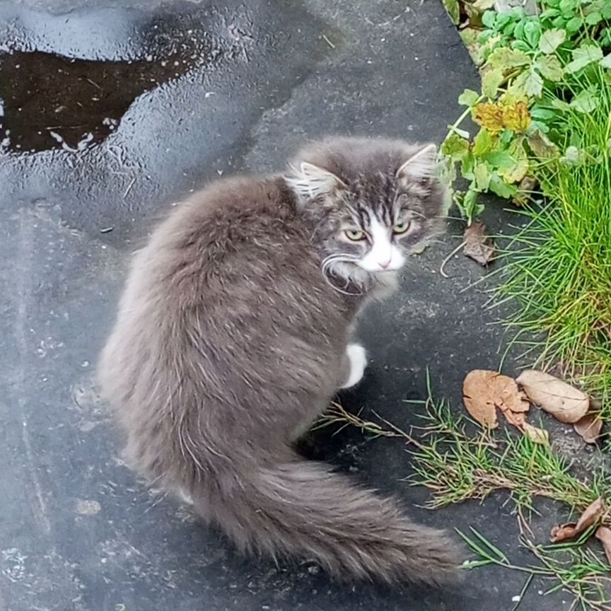 Котёнок в добрые руки
