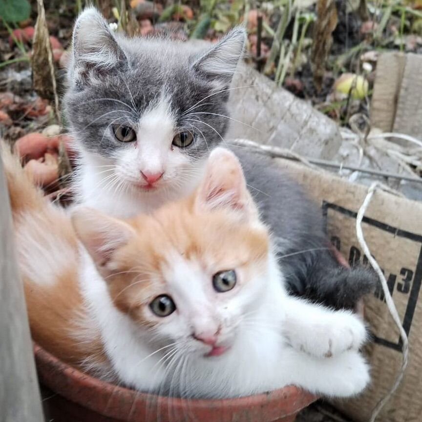 Котята в добрые руки