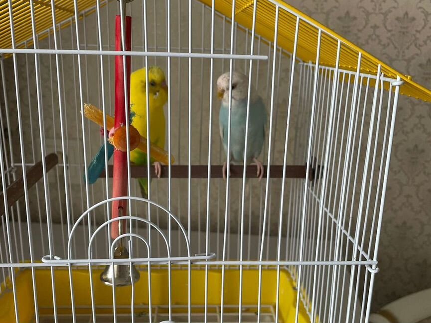 Попугаи вместе с клеткой
