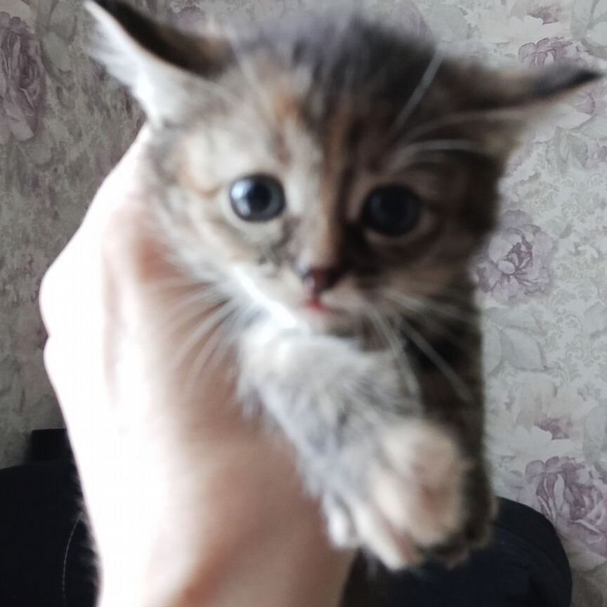 Котёнок в добрые руки