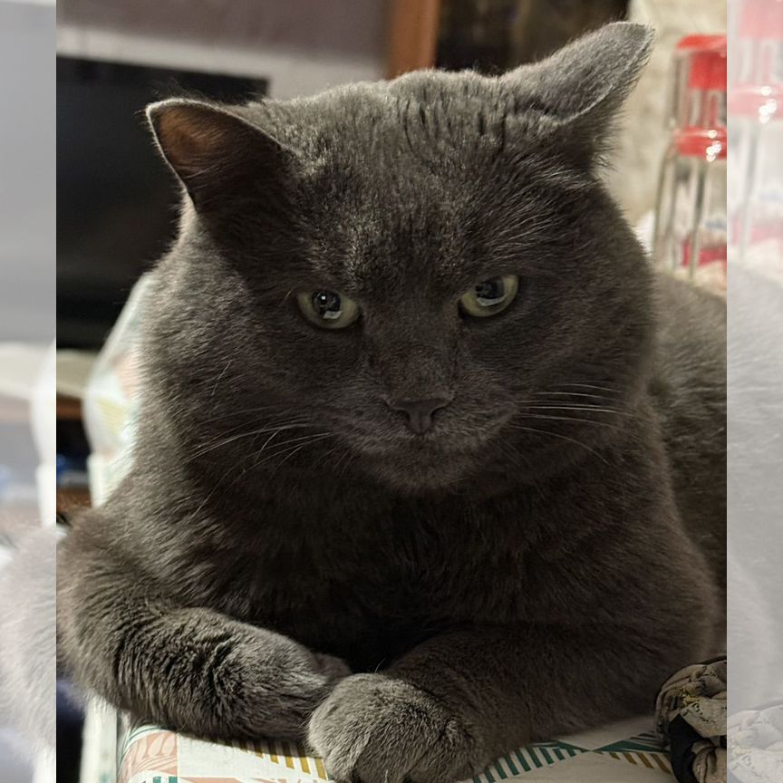 Британский короткошёрстный, взрослый кот