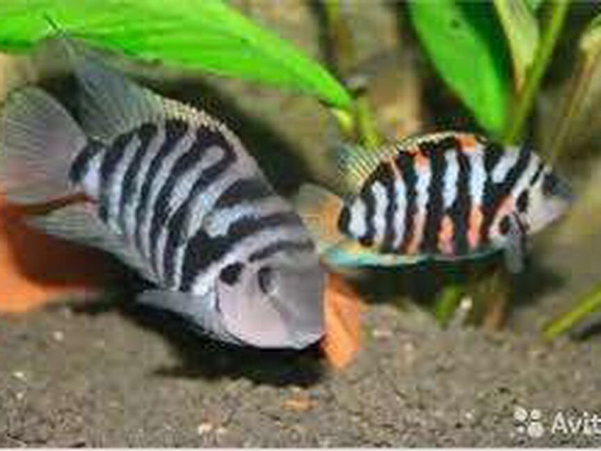 Чернополосая цихлида