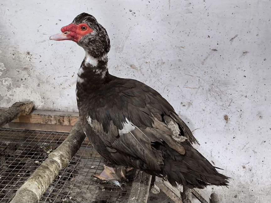 Мускусные утки