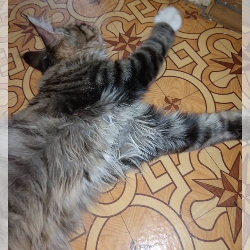 Отдам бесплатно, в добрые руки. кошечка девочка