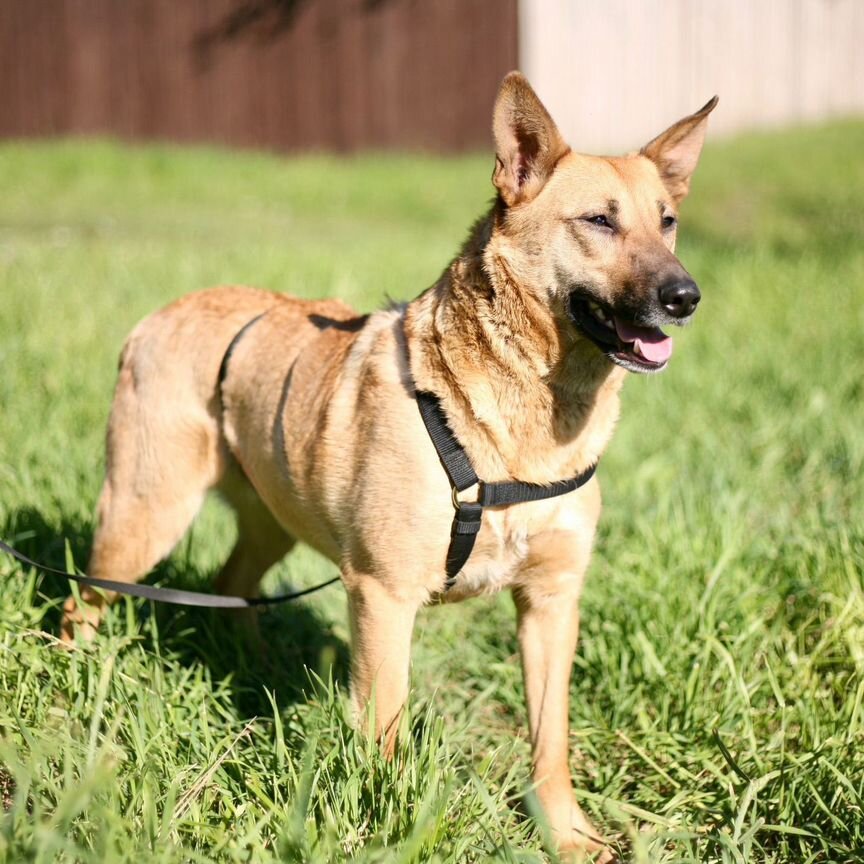 Молодая ласковая собака в добрые руки