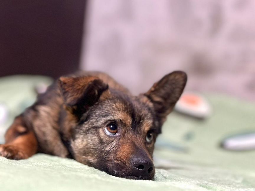 Маленькая в добрые руки