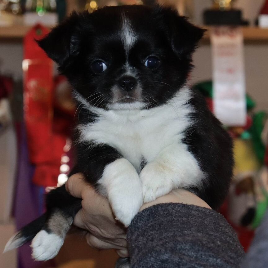 Жанчик.Супер чихуахуа с доставкой и видео