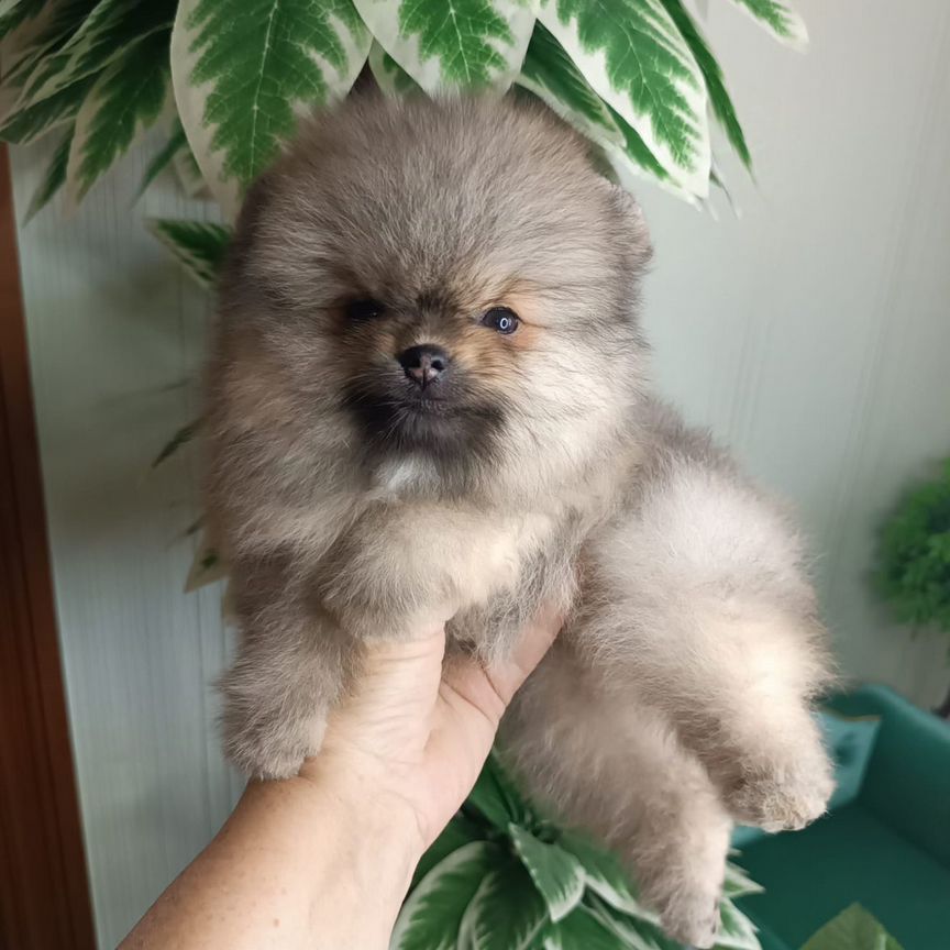 Померанский мальчик
