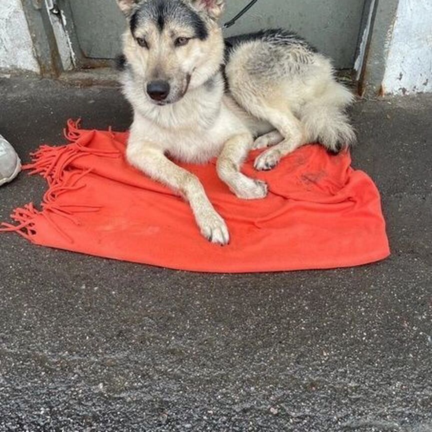 Собака в добрые руки или передержка