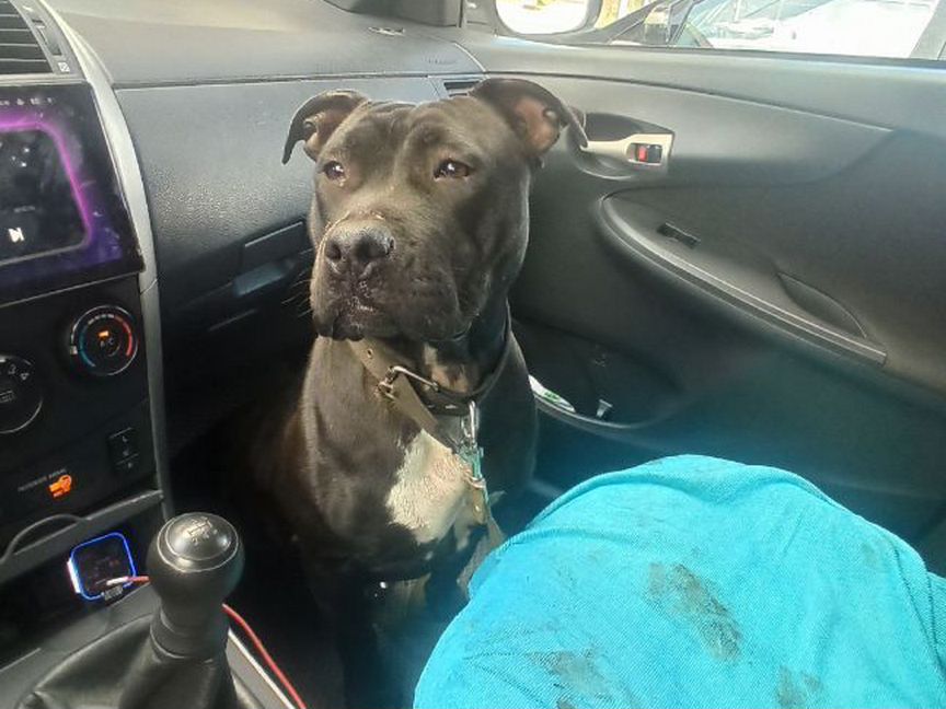 Щенки амстаффа