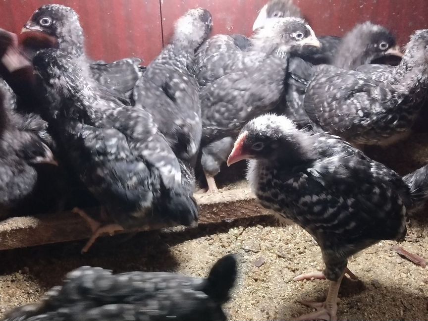 Цыплята доминант