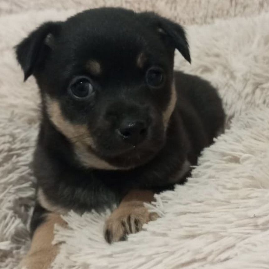 Русский той-терьер, щенок