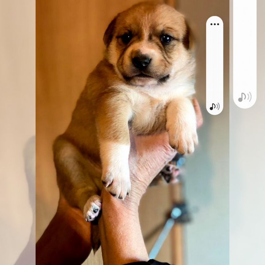 Щенки полукровки