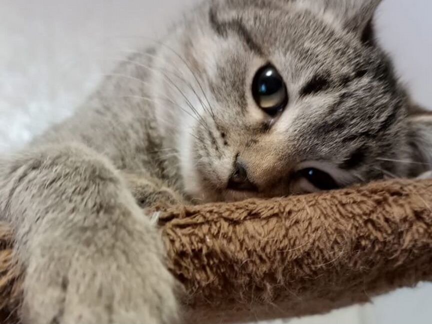 Три девчули. Стерилизация в подарок