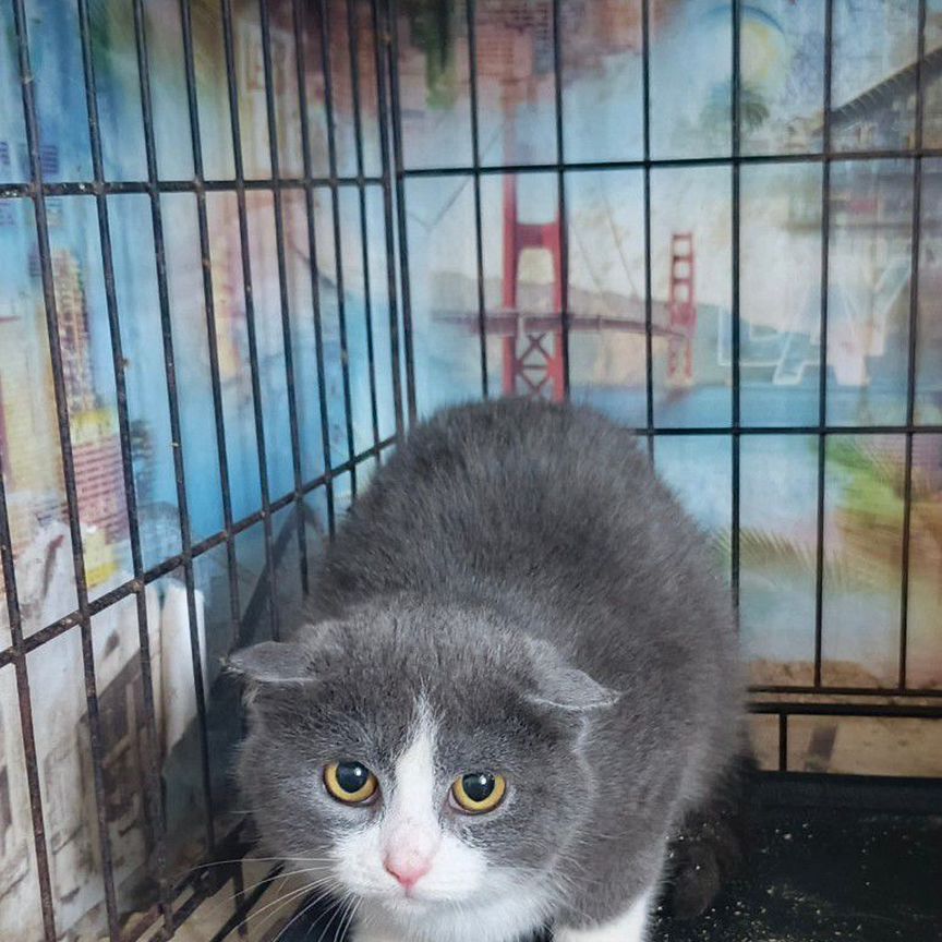 Коротколапые котята