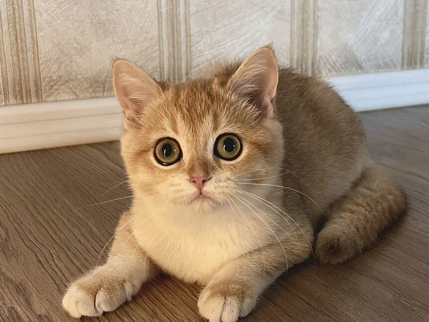 Котята золотая шиншилла