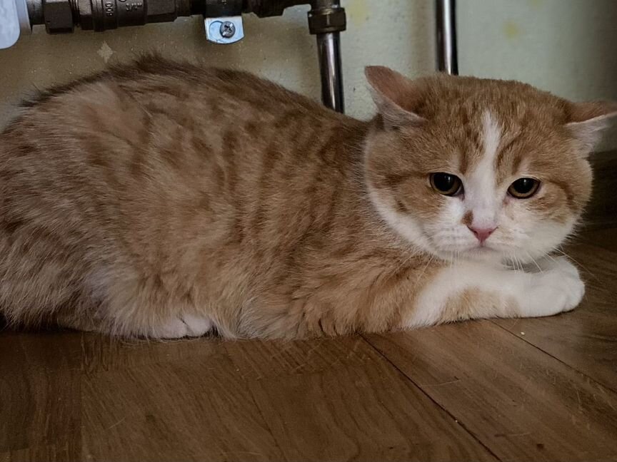 Котенок Вова очень боится