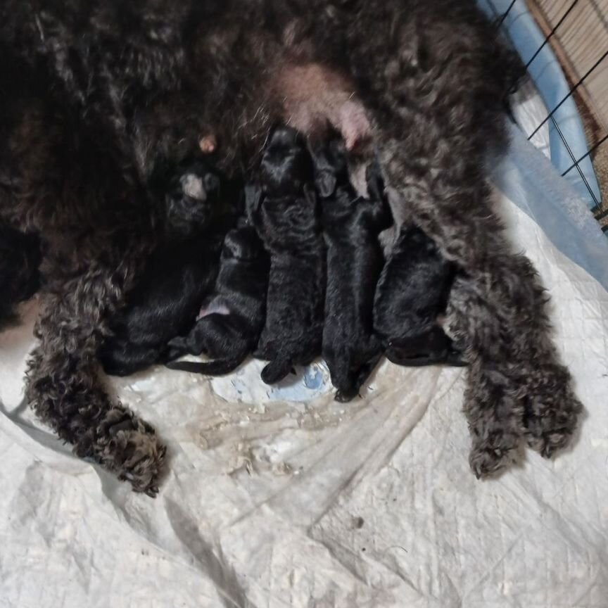 Карликовый пудель