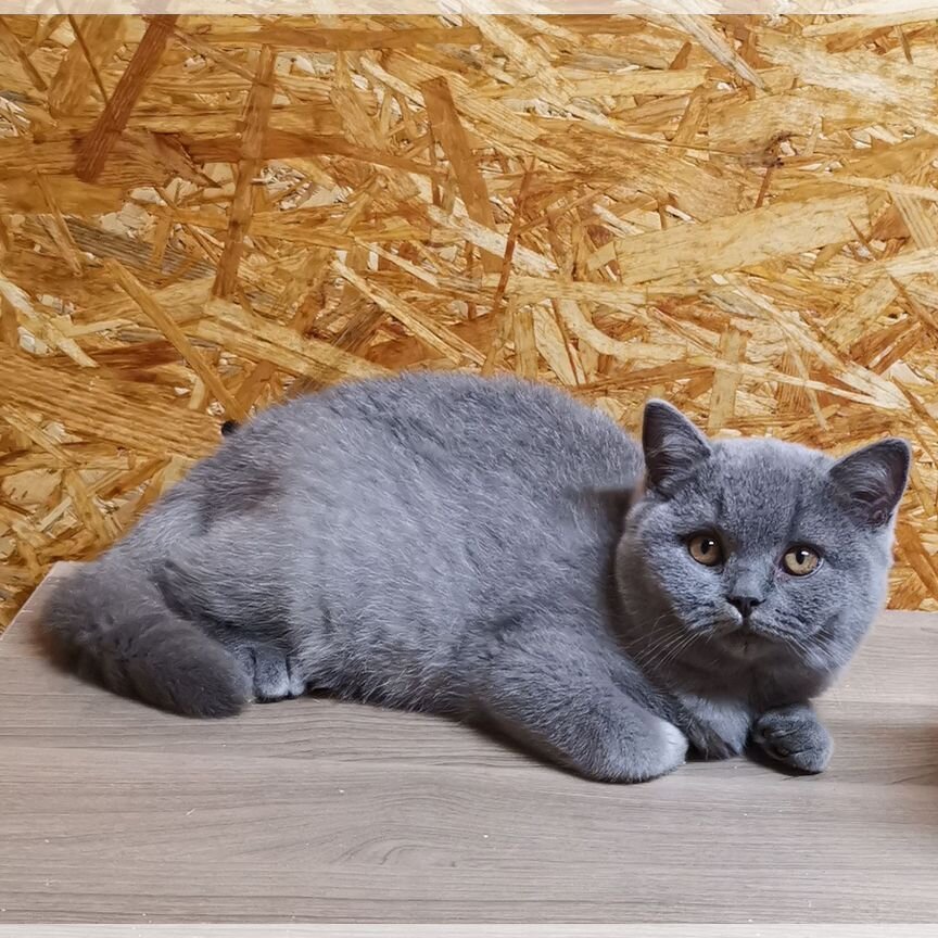 Британский короткошёрстный котёнок